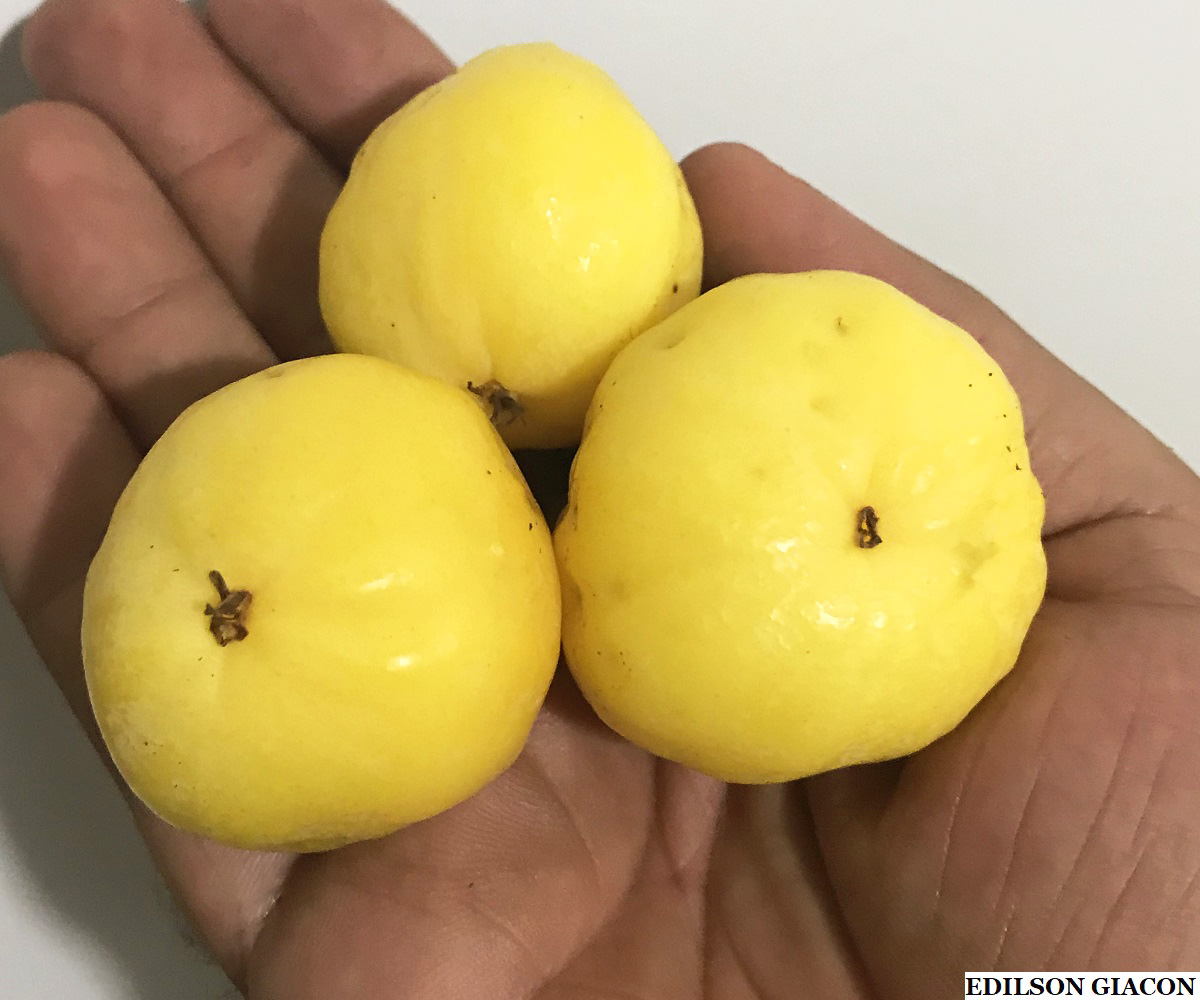 Viveiro Ciprest - Plantas Nativas e Exóticas: Cagaita ( Eugenia ...