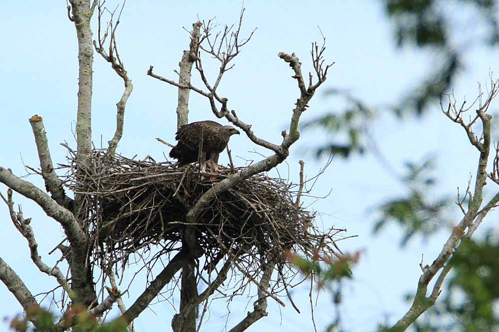 Birdwatching In Miri, Sarawak: Our juvenile Grey-headed Fish Eagle ...