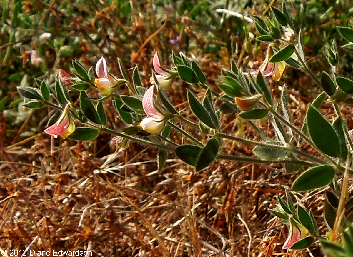 Corralitas Red Car Property: June 2012