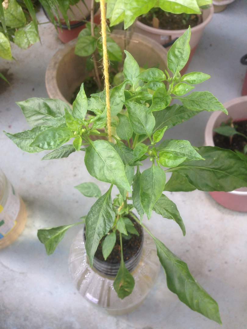 Jom Tanam Sayur ( JTS ) : Cili Api Akar dan Bara HidroponikJom Tanam ...