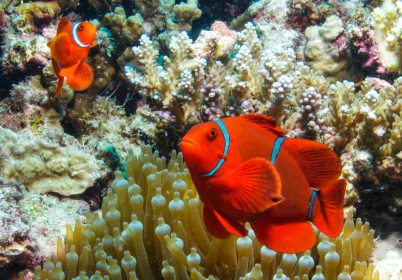 Environmental Chemistry Blog 2014: Sediments harm clownfish larvae