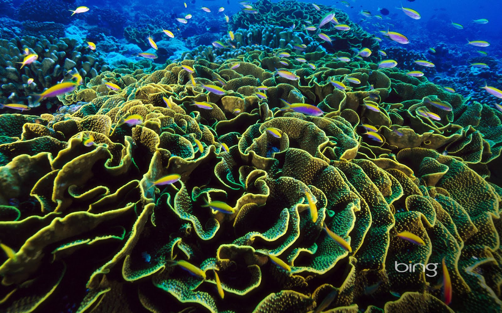 Banco de Imágenes Gratis: Las mejores imágenes de Bing (Parte 1, 40 fotos)