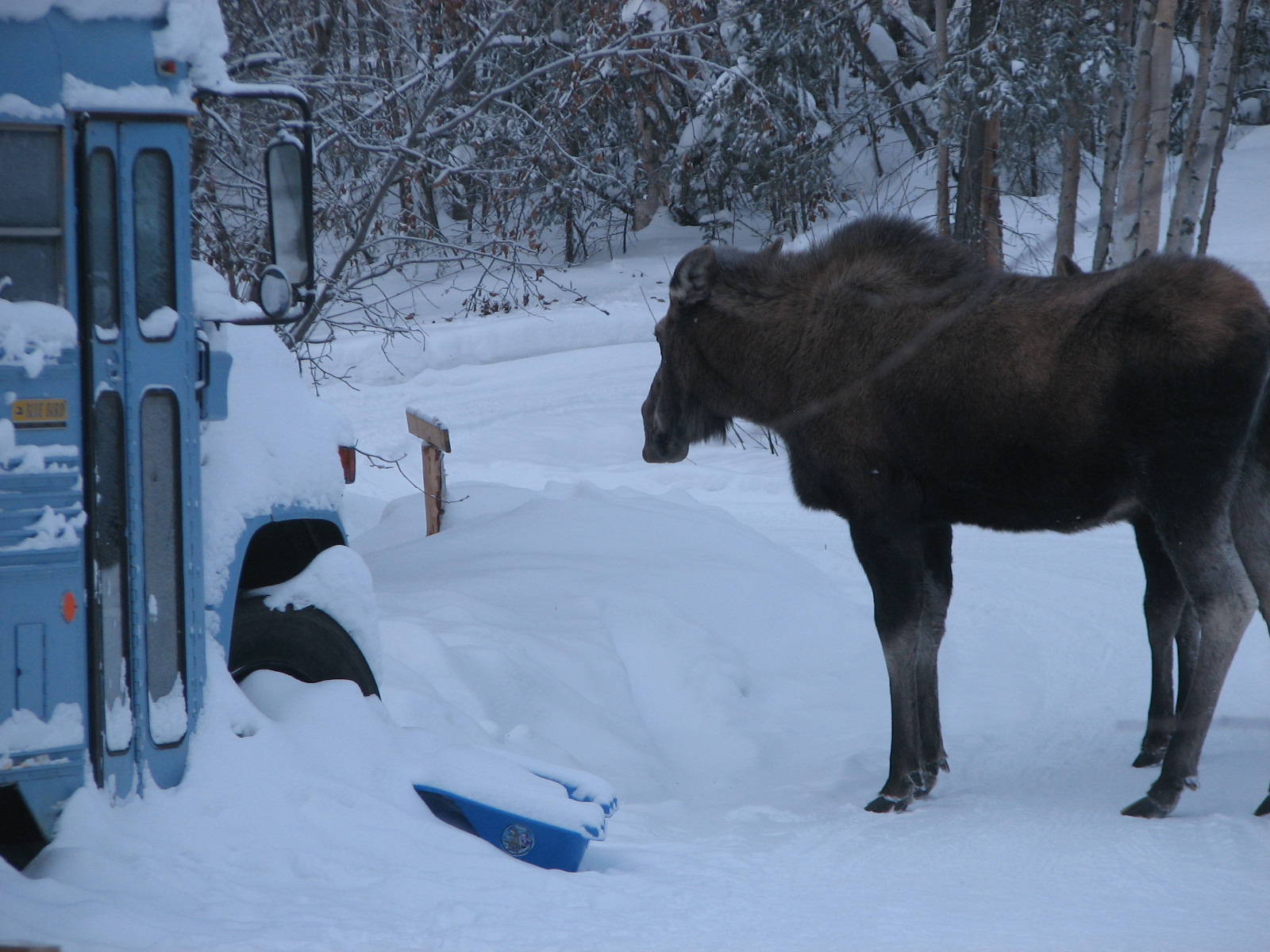 A Family is an Adventure: Charging Moose!