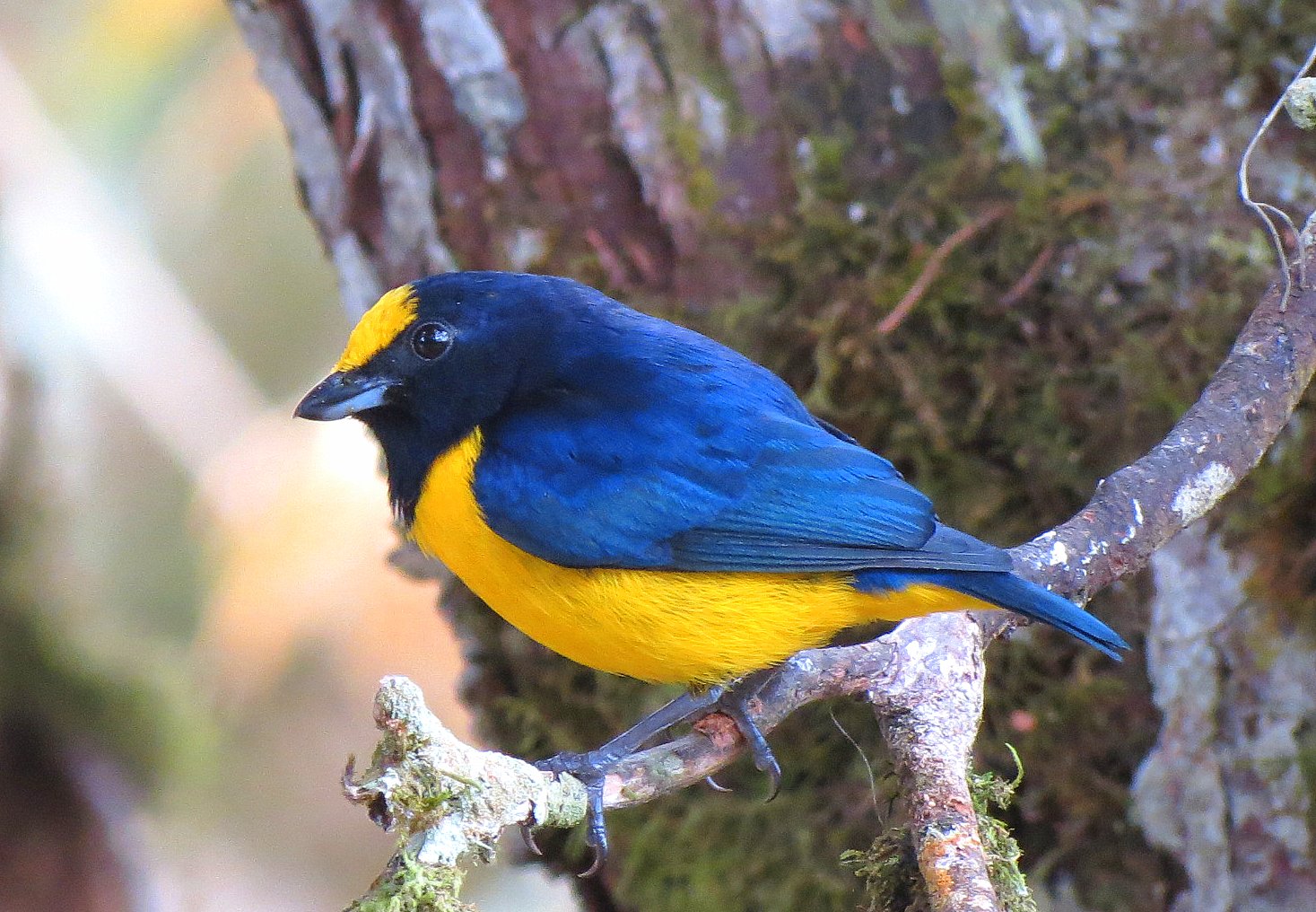 Spot-crowned Euphonia - Travels With Birds
