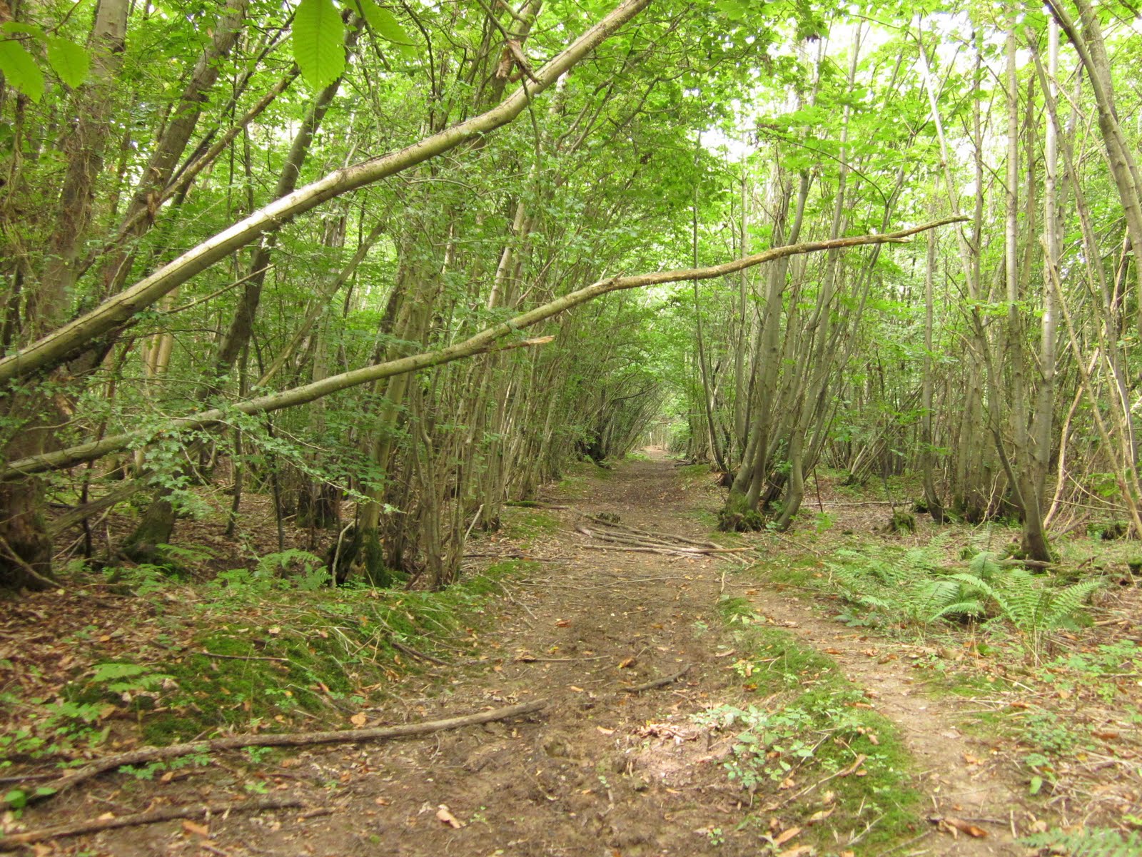 Sussex Border Path: Stage 17 Alford Bars to A283 Ramsnest Common – 7 ...