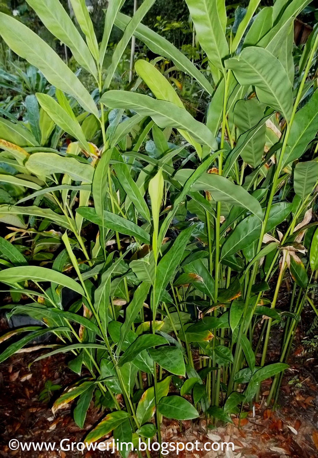 Garden Adventures: Alpinia galanga