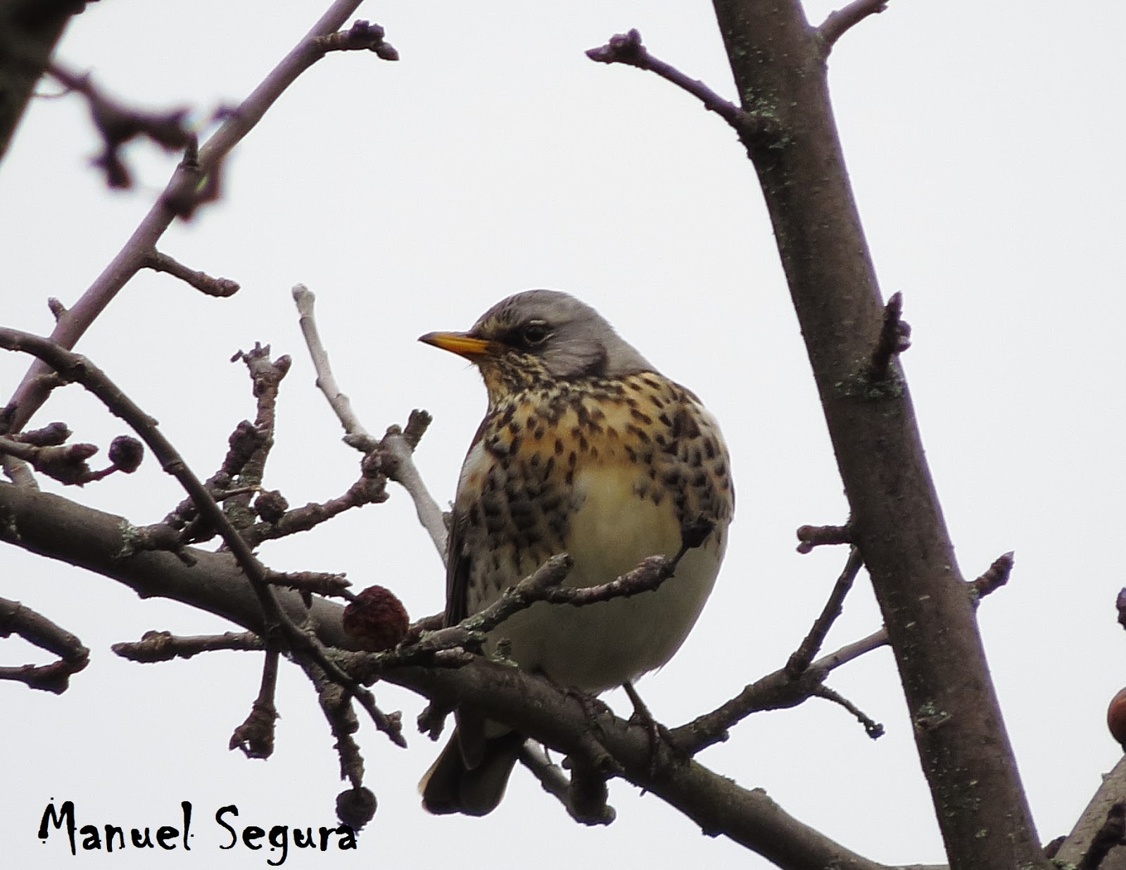 De paseo por la naturaleza: El zorzal real.