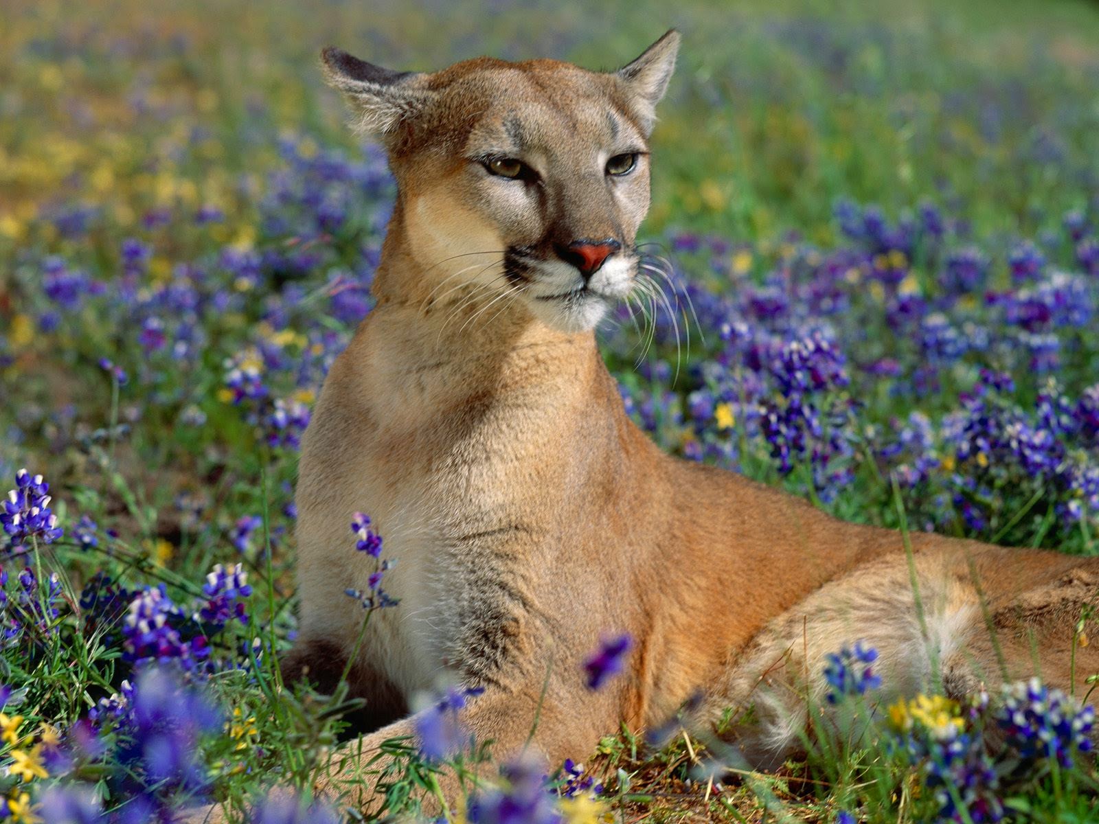 Animals of the world: Cougar