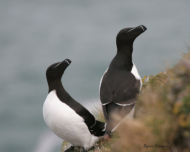 HEGAZTIKLIK: ALCA COMUN (Alca torda)