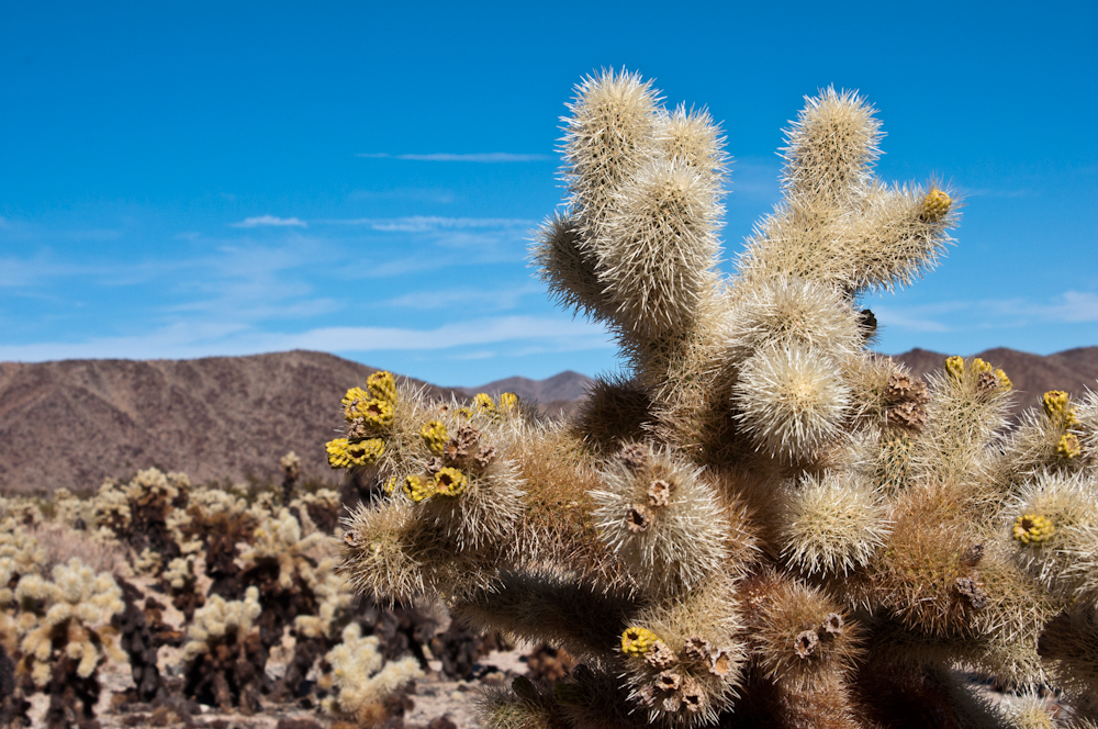 DalmDad's Photo and Travel Blog: Cholla Cactus and The Cholla Cactus ...