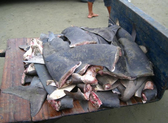 Penelitian: Perdagangan Sirip Marak, Seratus Juta Hiu Musnah Setiap ...