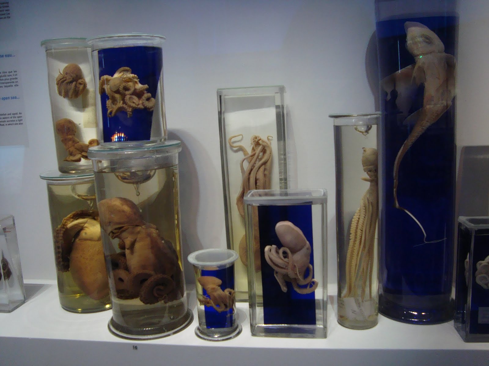 L A F A N İ N O: KAPTAN COUSTO-Deniz Canlıları Müzesi