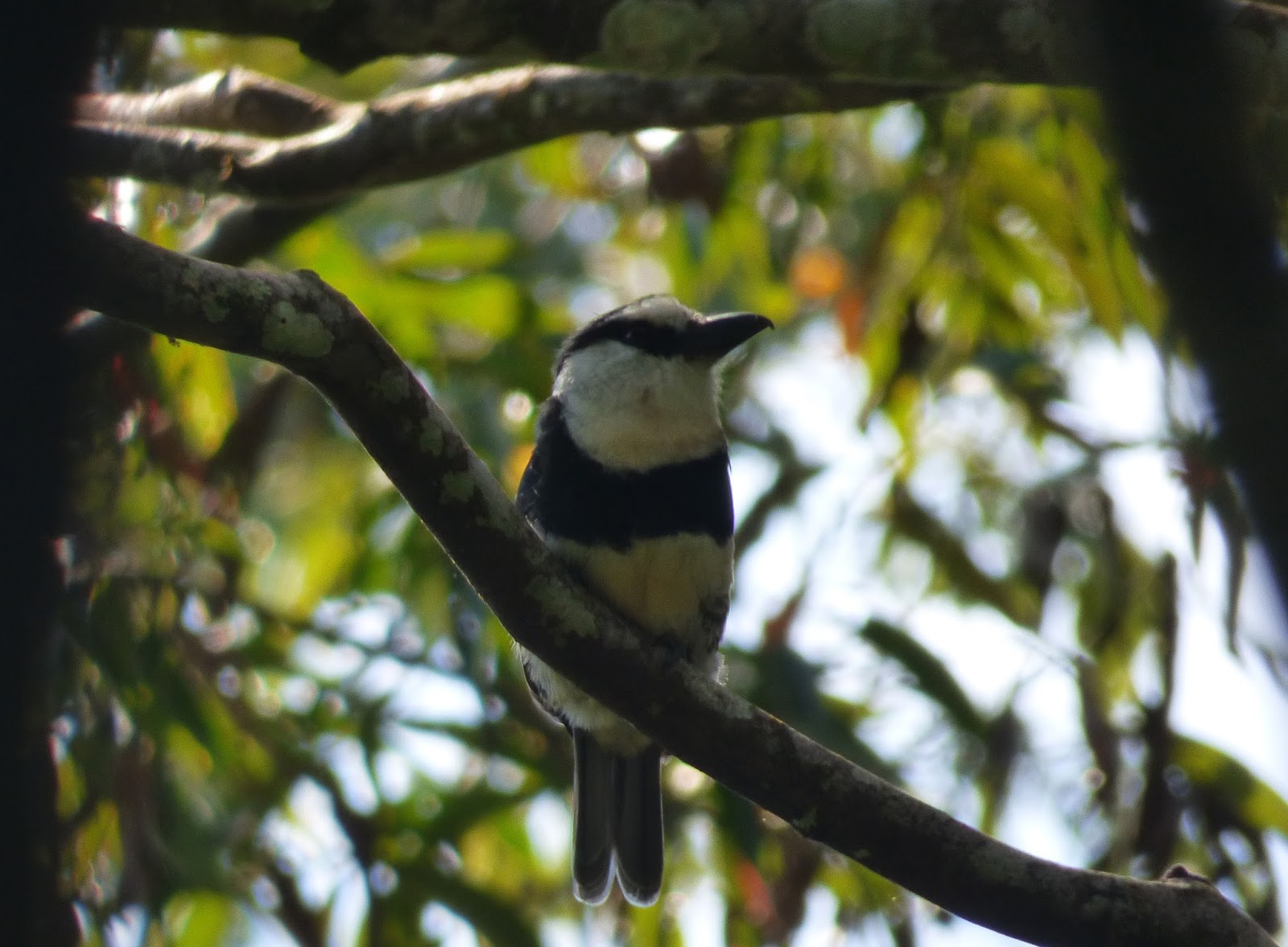 Birds on the brain: Birding Bolivia
