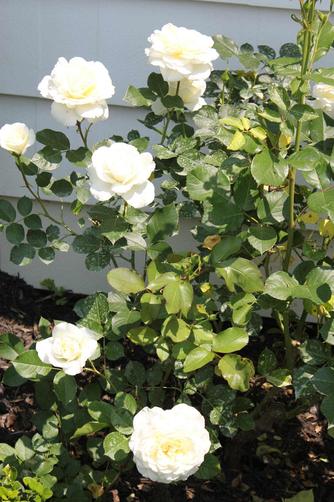 Garden State Roses: Rose in Focus: Moondance