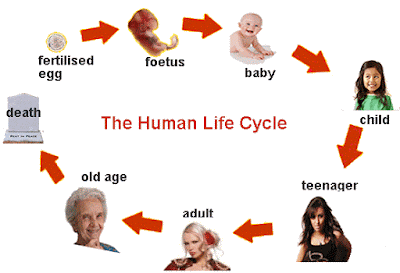 Life Cycles: What are Life Cycles? Why do they happen?
