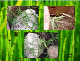 MINYAK BULUH PERINDU