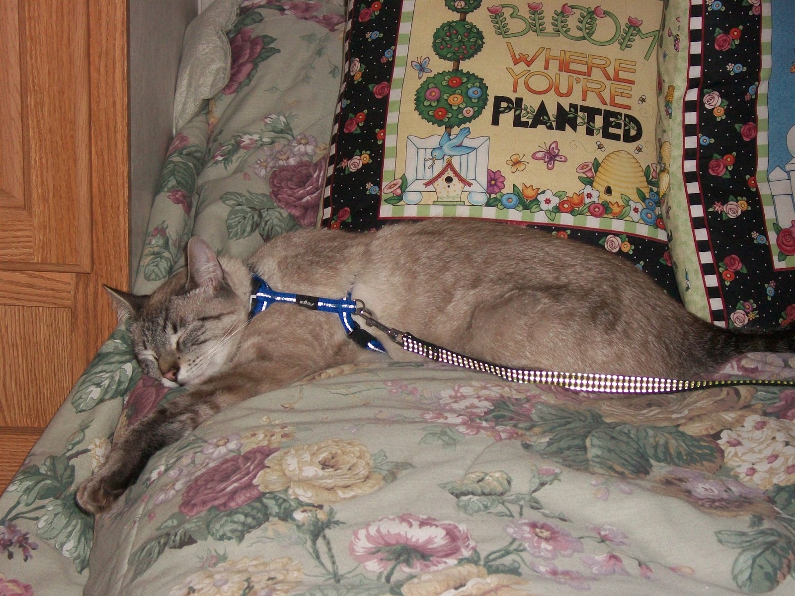 Jan's Things: Camping Cats and Geocaching Dogs