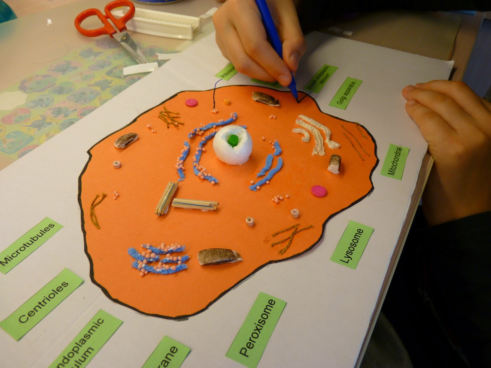 Animal cell project