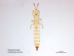 INSECTOS DE P.R. In Memoriam Dr Luis F Martorell y Dr Alain Liogier ,DR ...