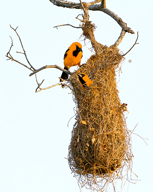 Bellas Aves de El Salvador: Icterus pectoralis (chiltota de pecho ...