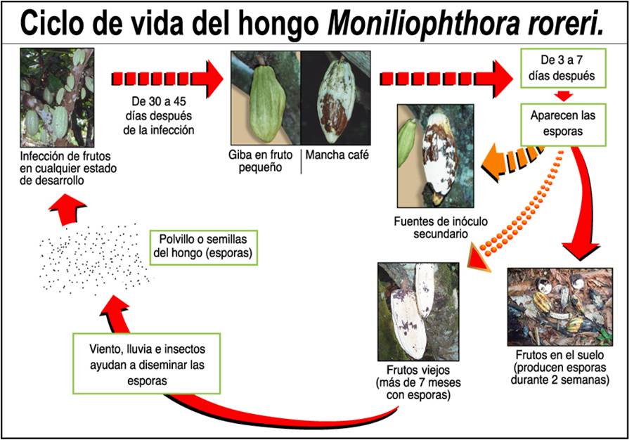 AGI CACAO IDEAS: Moniliasis