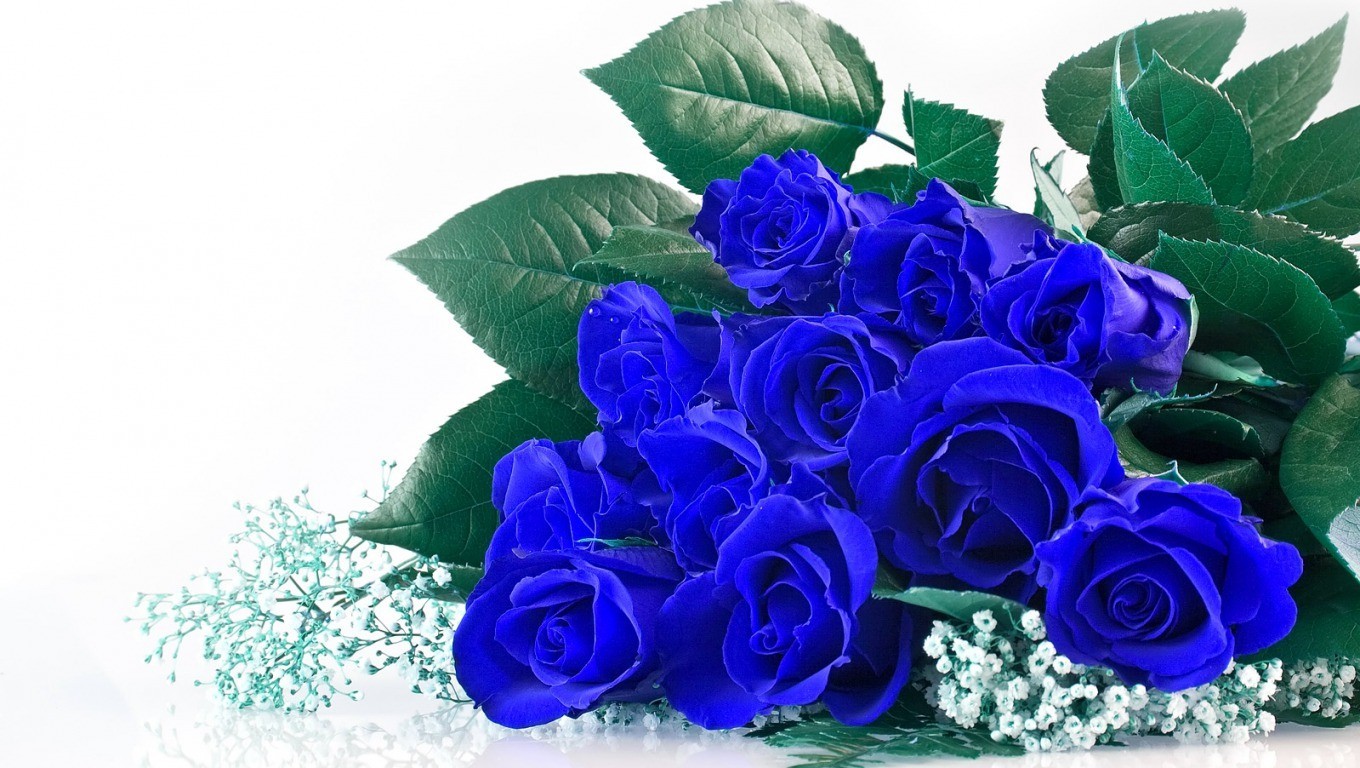 Ý nghĩa Hoa hồng xanh - blue Rose