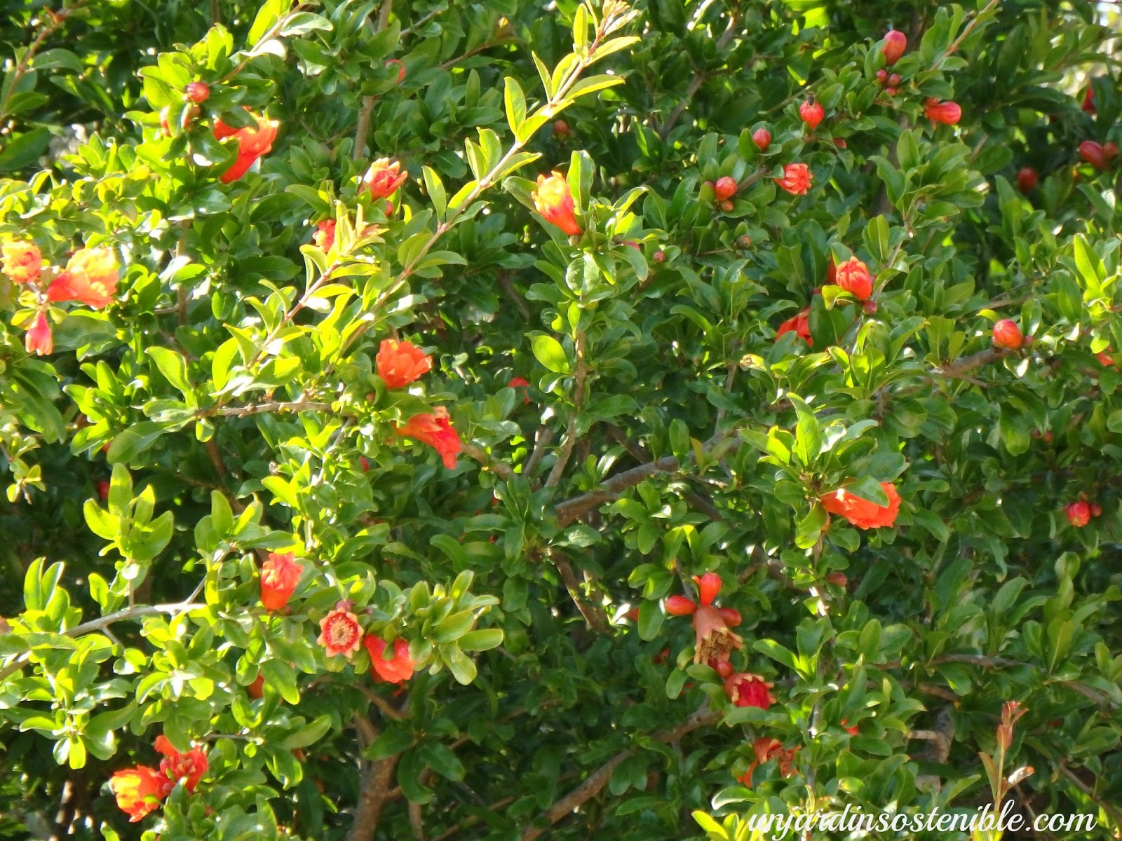 unjardinsostenible.com: Punica Granatum (Granado)