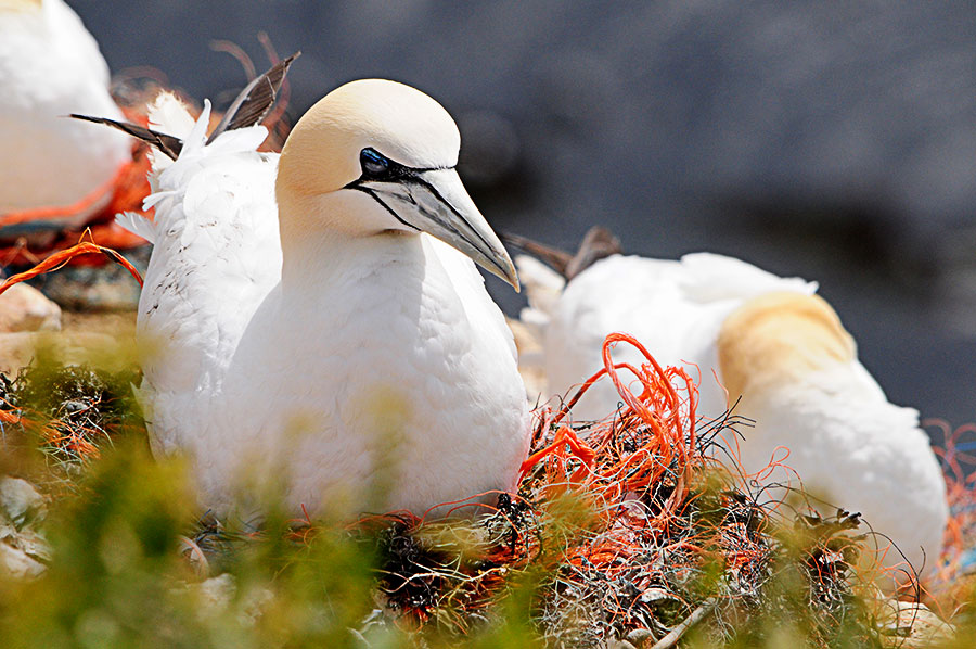 Birding Is Fun!: Watching Northern Gannets is fun, except when it's not