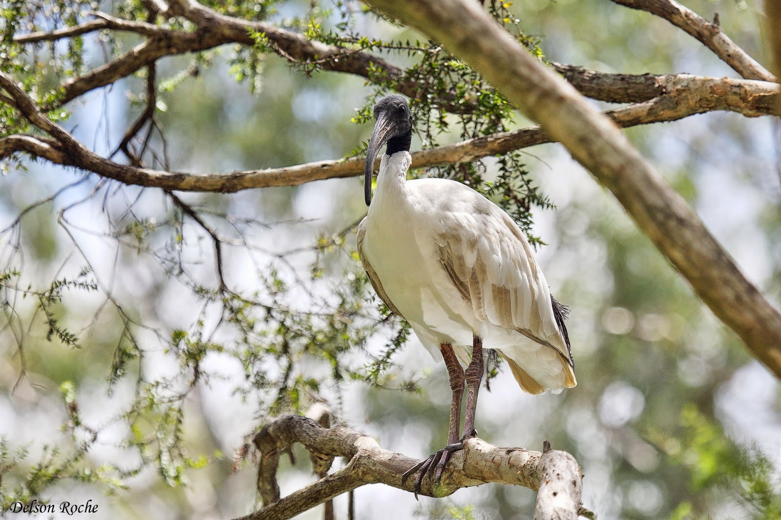 Friendly Animals: Australian White Ibis