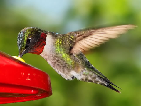 Grow Damnit!: The Hummers Are Here!