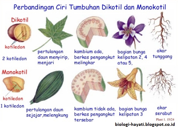 Pengertian, Perbedaan dan Ciri-ciri Tumbuhan Monokotil dan Dikotil