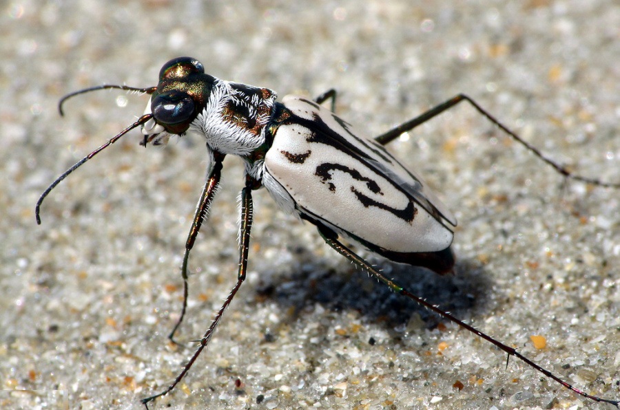 The Beach Tiger Beetle - SNSH