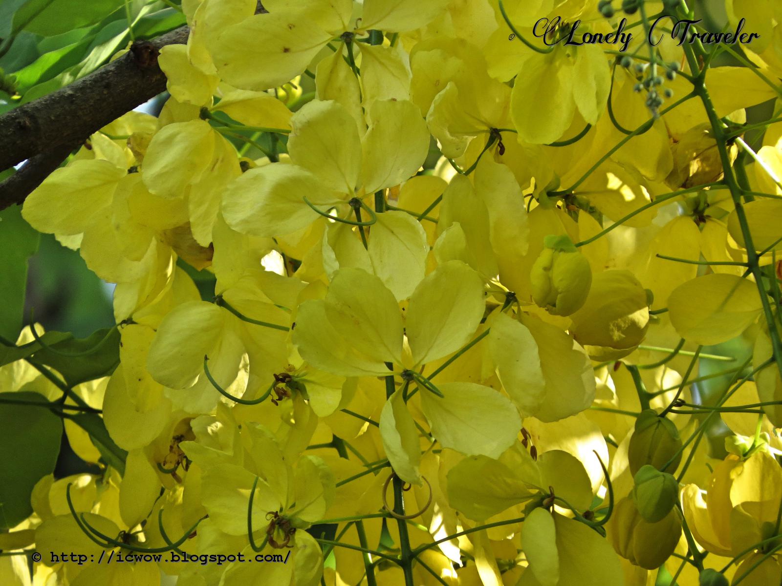 Golden shower - Cassia fistula