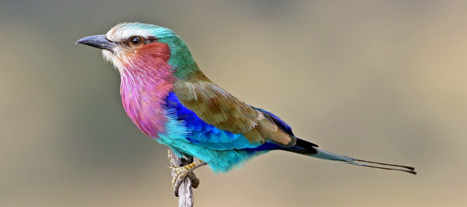 Mindblowing Planet Earth: Lilac Breasted Roller is Considered The Most ...