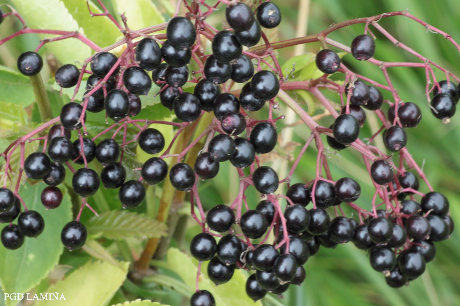 SAMBUCUS NIGRA. sauco.