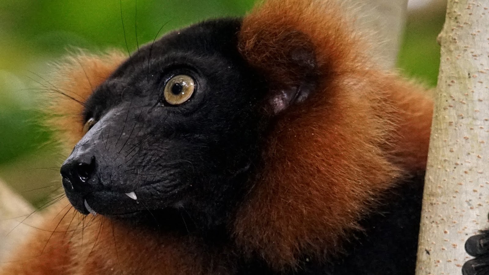 Rode vari op een hek