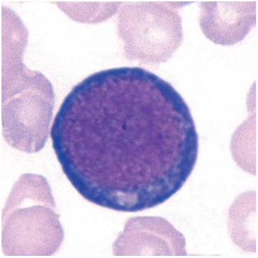 Celulas Sanguineas: Atlas de hematología: Eritropoyesis