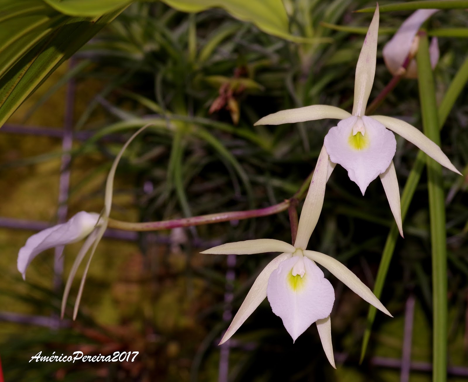 Orquídeas soltas: Brassavola perrinii