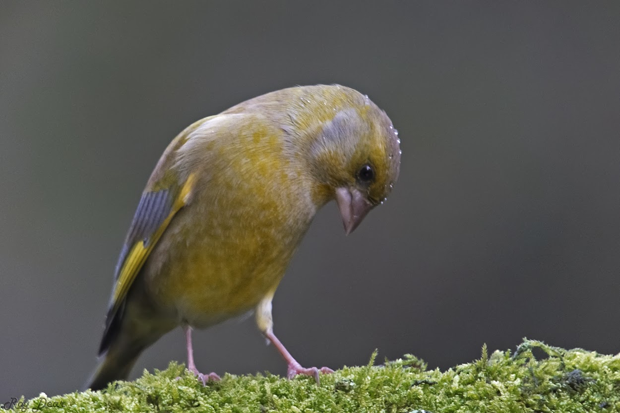 Foto's: Diepe buiging