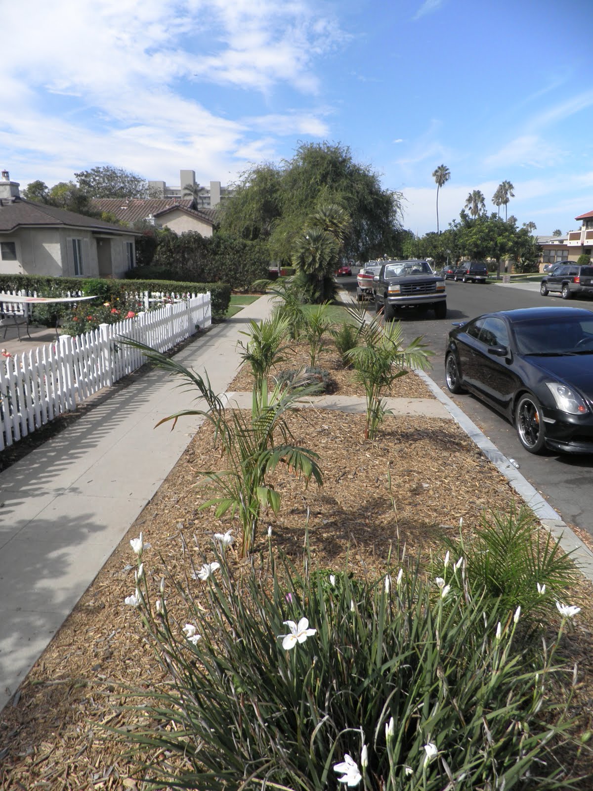 KL Designs Residential Landscape Planning: San Diego Street Scape