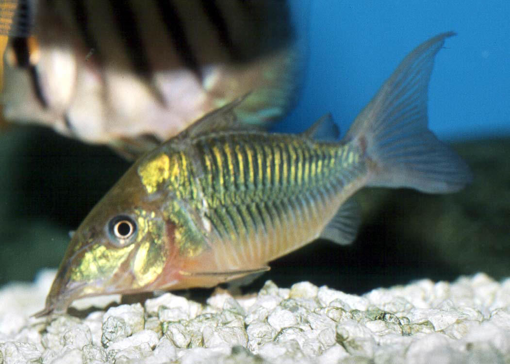 Fish Pictures: Emerald catfish - Brochis splendens