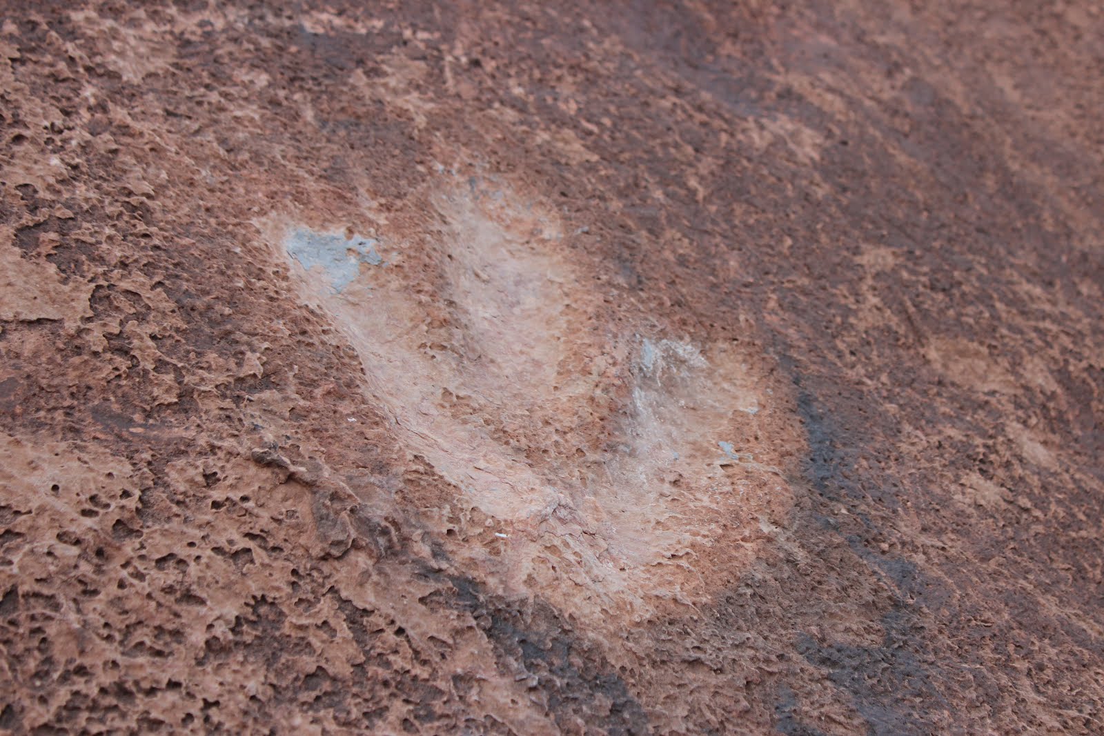 gjhikes.com: Poison Spider Dinosaur Tracks