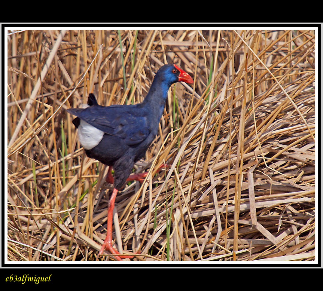 MIS AMIGAS LAS AVES: Calamón común (Porphyrio porphyrio)