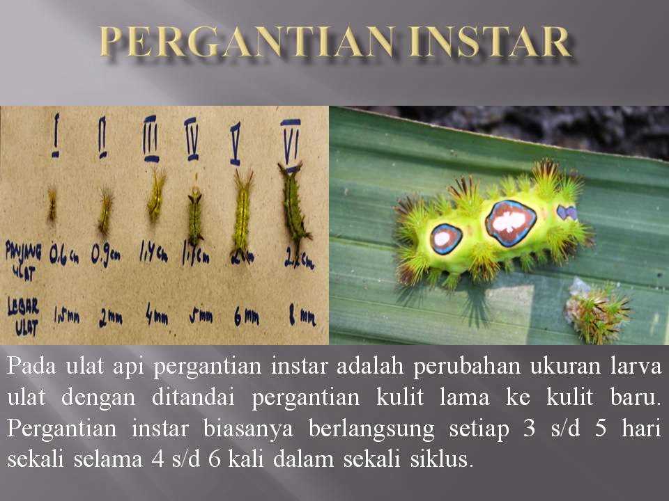 PANDUAN PENGENDALIAN ORGANISME PENGGANGGU TANAMAN (OPT) KELAPA SAWIT ...