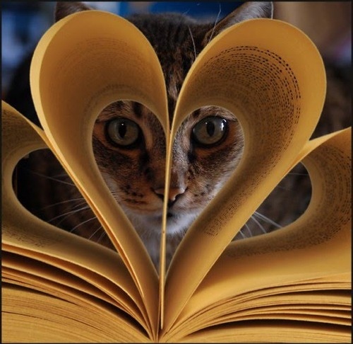 Writers Institute Blog The Short Story The Cat Of Literary Form writers-institute-blog-the-short-story-the-cat-of-literary-form