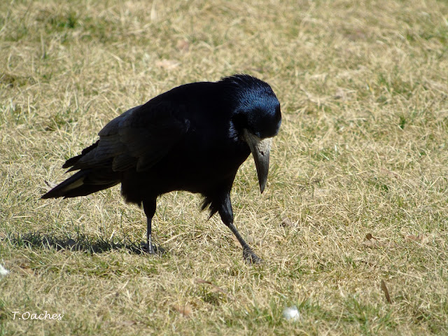 PASARI DIN ROMANIA: CIOARA DE SEMANATURA, Corvus frugilegus