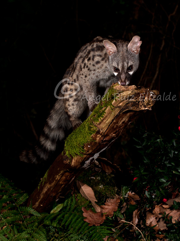 Aves de la Ría de Ajo: marzo 2012