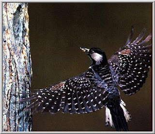 Ovaltes: Red Cockaded Woodpecker Habitat Conservation