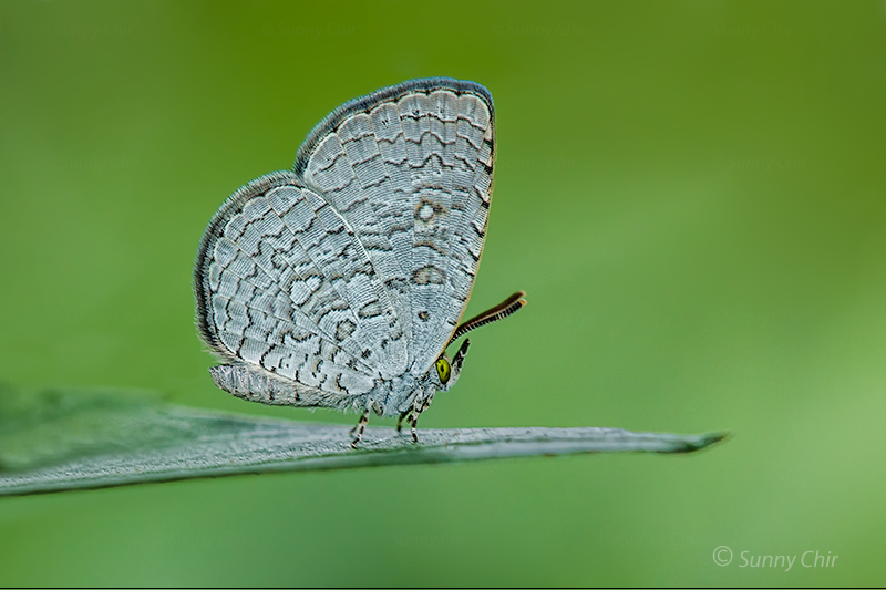 Butterflies of Singapore: Butterflies Galore! : Apefly