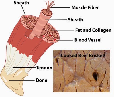 APAKAH PERBEDAAN OTOT DAN DAGING? | Membuka Mata tentang Biologi